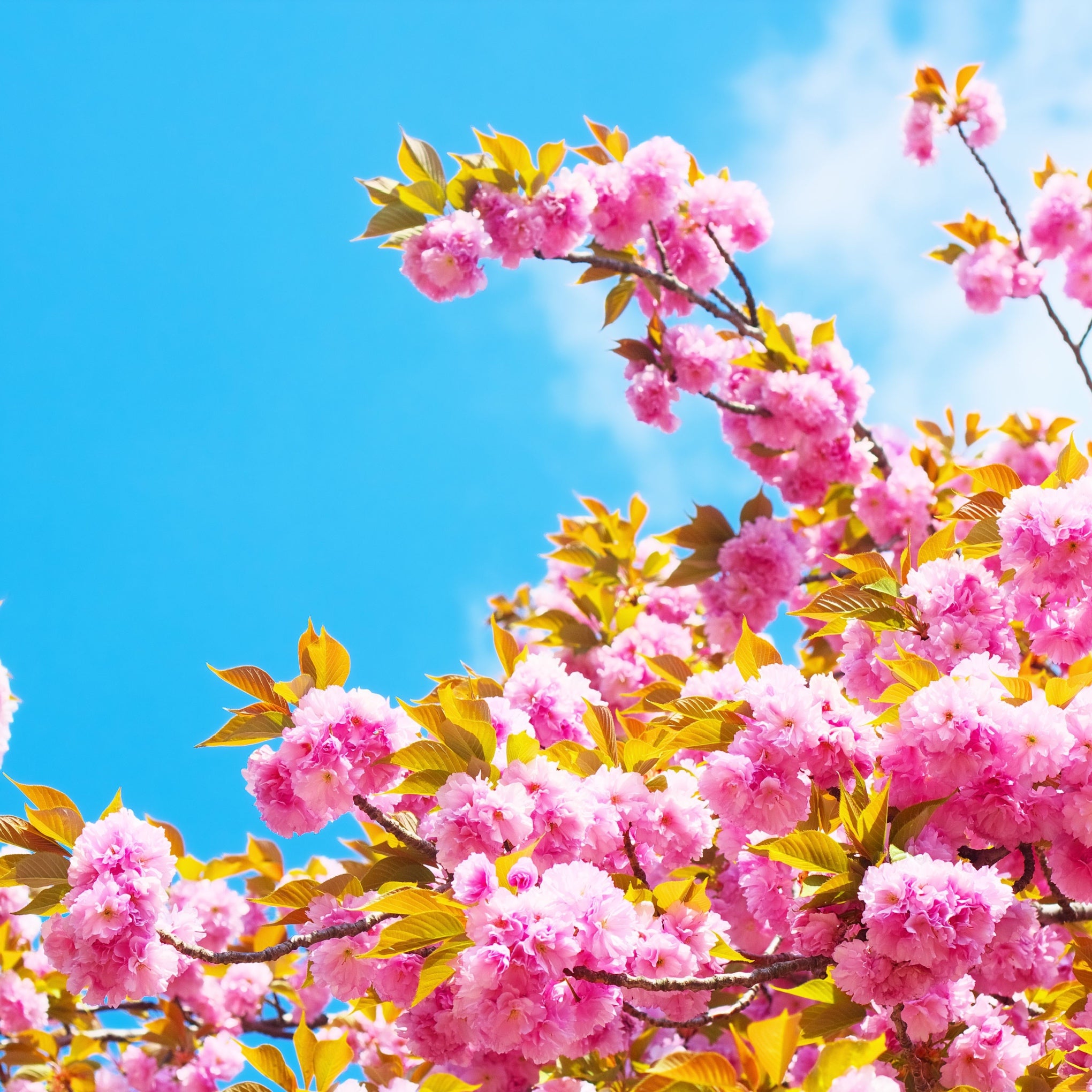 Trees | Acqua Garden – AcquaGarden