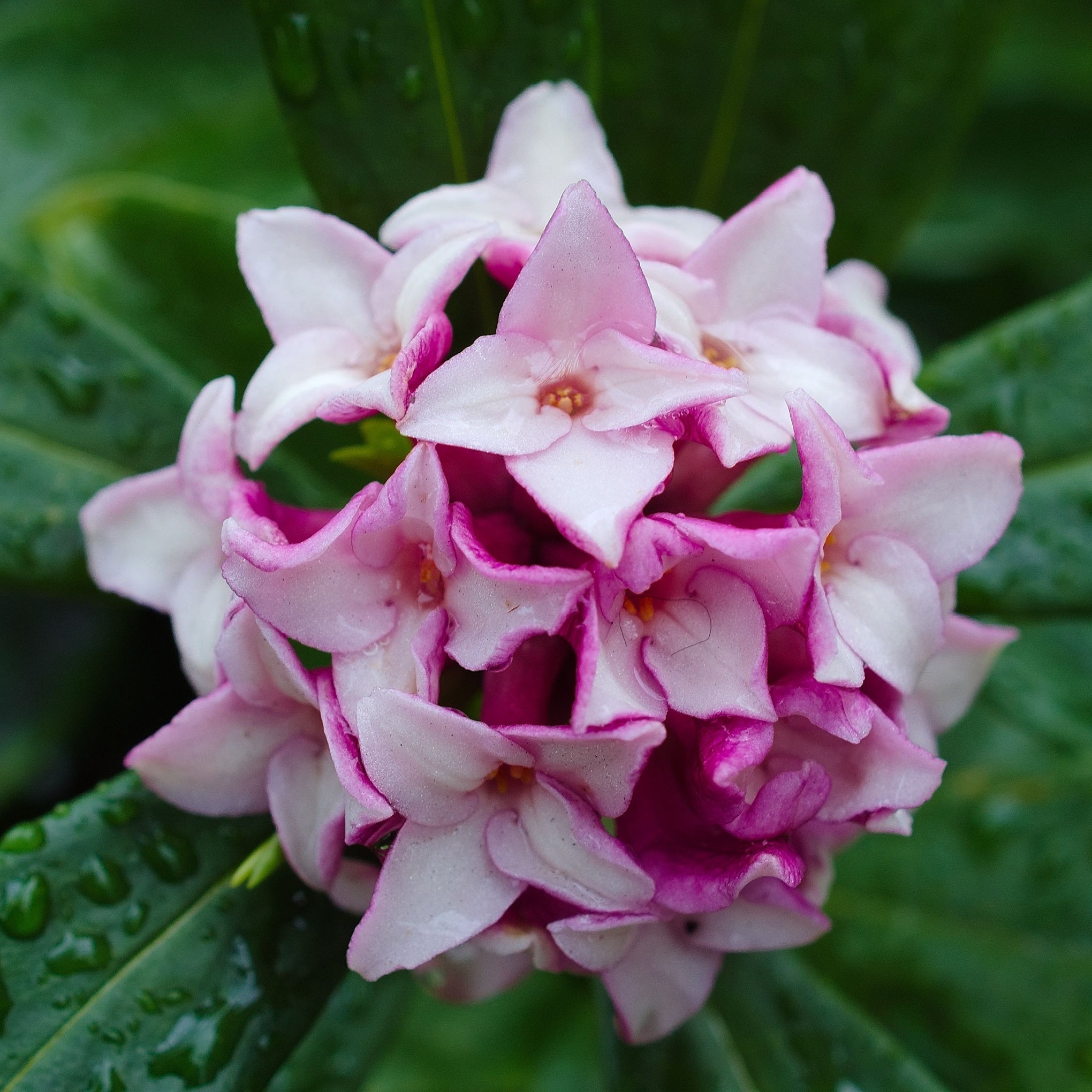 Daphne & Clematis - Shrubs & Perennials – AcquaGarden