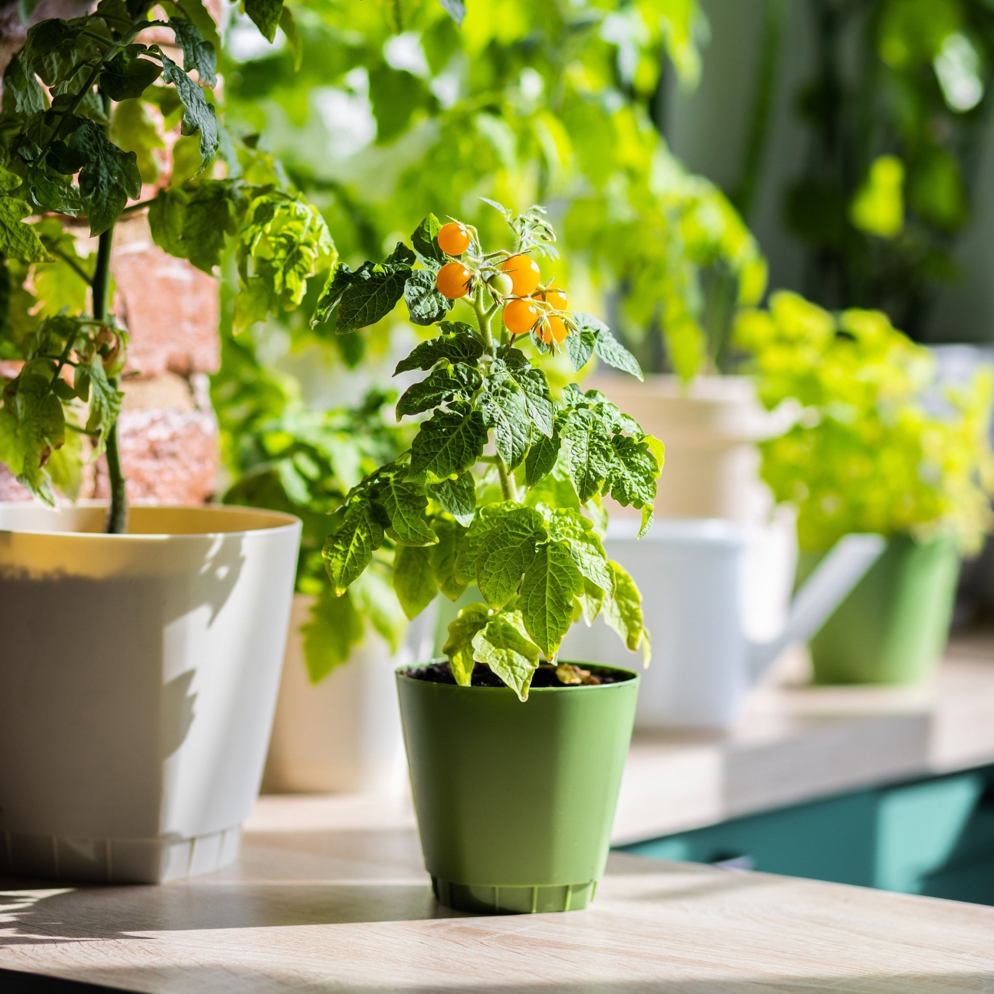 Apartment Garden – AcquaGarden