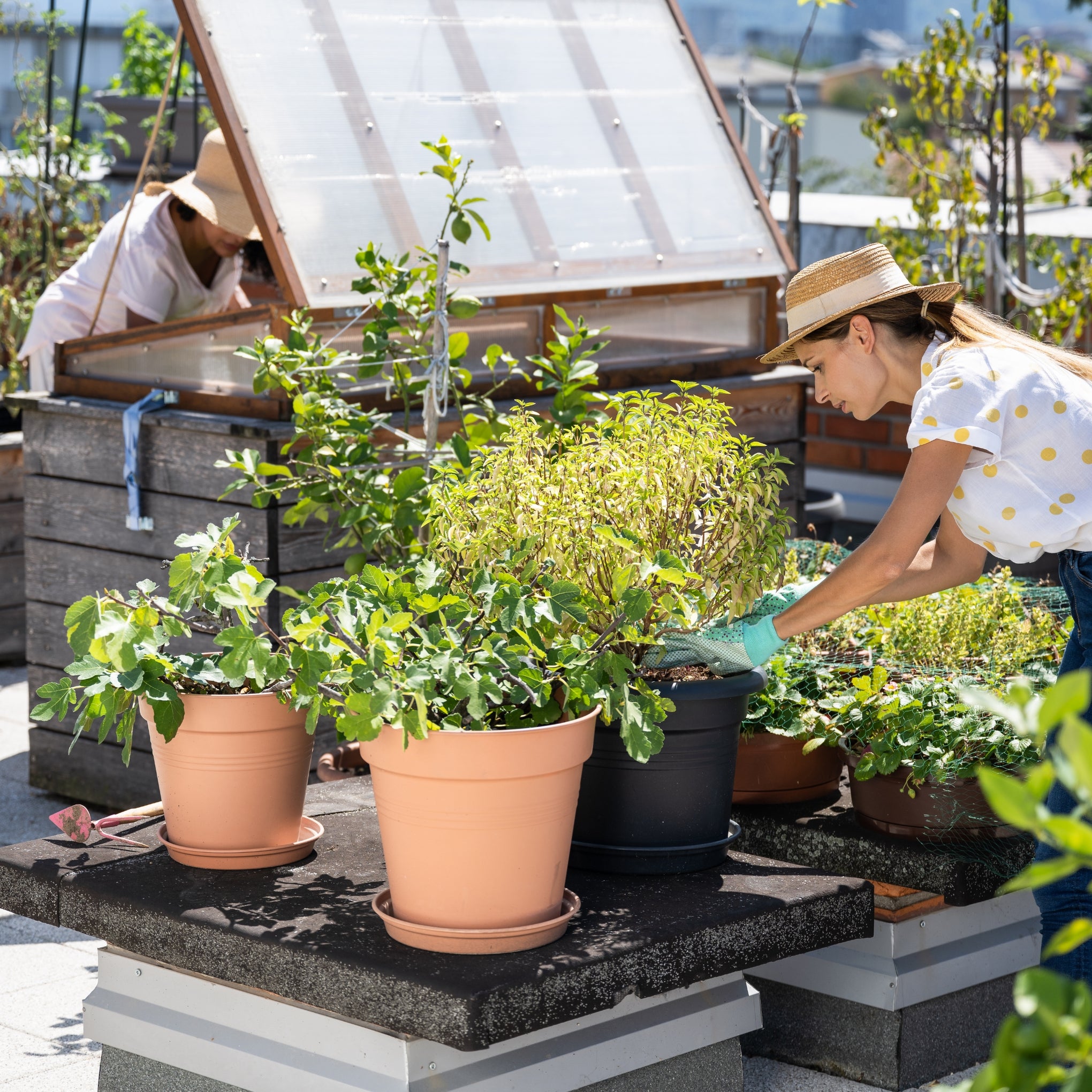 Urban Garden – AcquaGarden