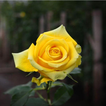 The Comprehensive Guide to Growing Swede Plants | Acqua Garden ...