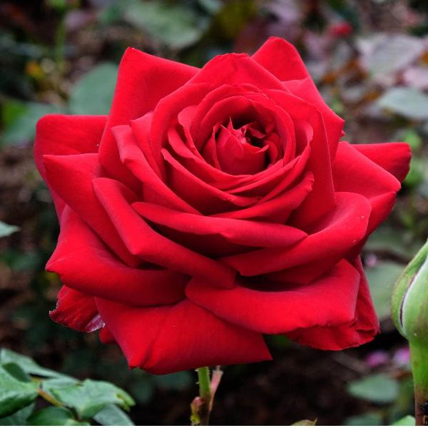 Deep Secret Rose Plant - Velvety Red Blooms and Strong Fragrance ...