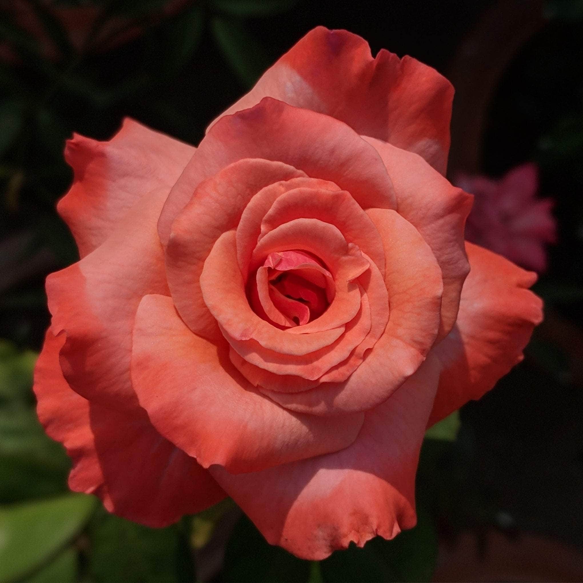 Remember Me Rose | Hybrid Tea Copper-Orange Blooms - Acqua Garden ...