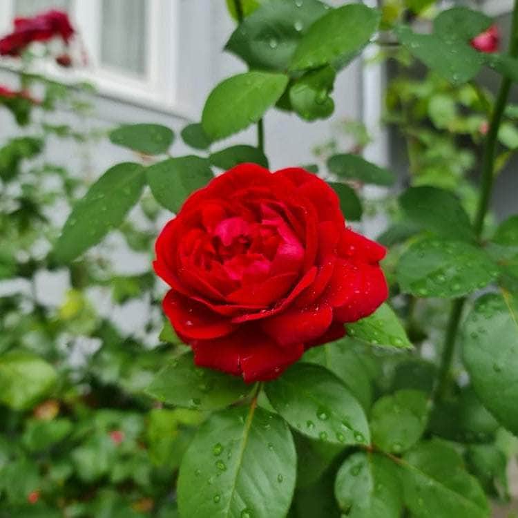 Rose 'Remembrance' | Memorial Rose Bush with Fragrant Blooms for ...
