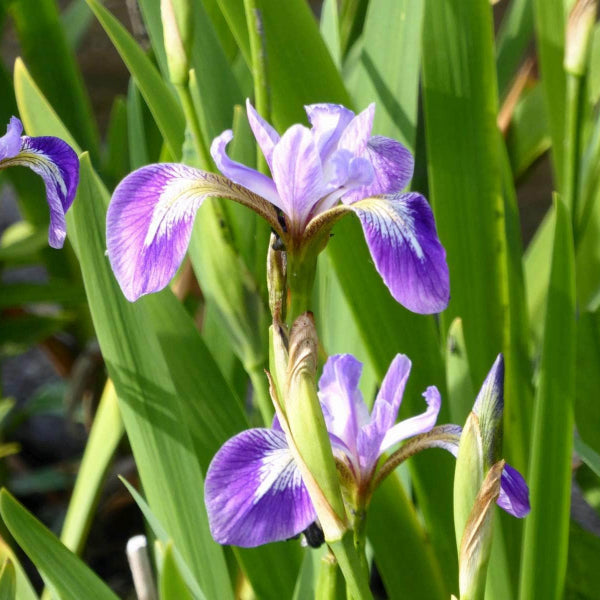 Blue Flag Iris (Iris versicolor) | Native Marginal Plant with Striking ...