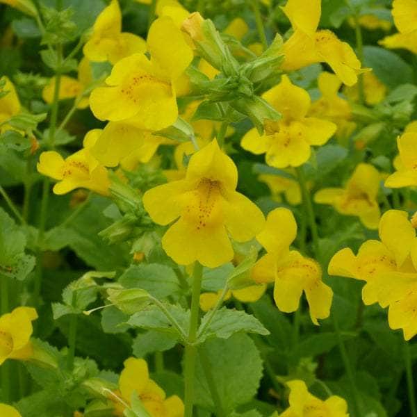 Common Monkey Flower (Mimulus guttatus) | Bright Yellow Marginal Plant ...