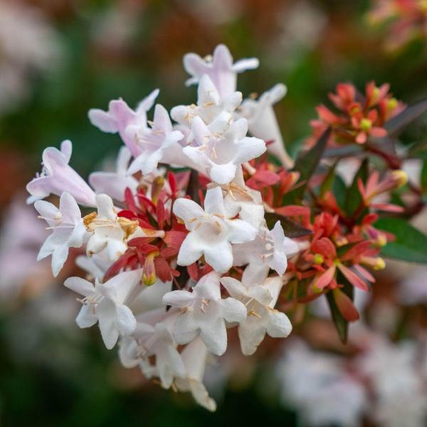 Abelia Grandiflora - Evergreen Fragrant Garden Shrub – AcquaGarden