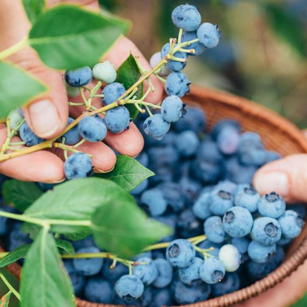 The Complete Guide to Growing Blueberry Plants | Acqua Garden – AcquaGarden