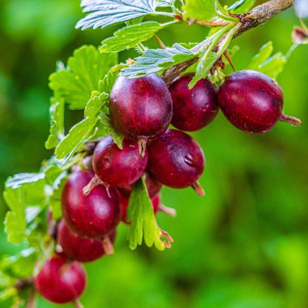 Hinnonmaki Red Gooseberry Bush - Easy Grow & Sweet Taste – AcquaGarden