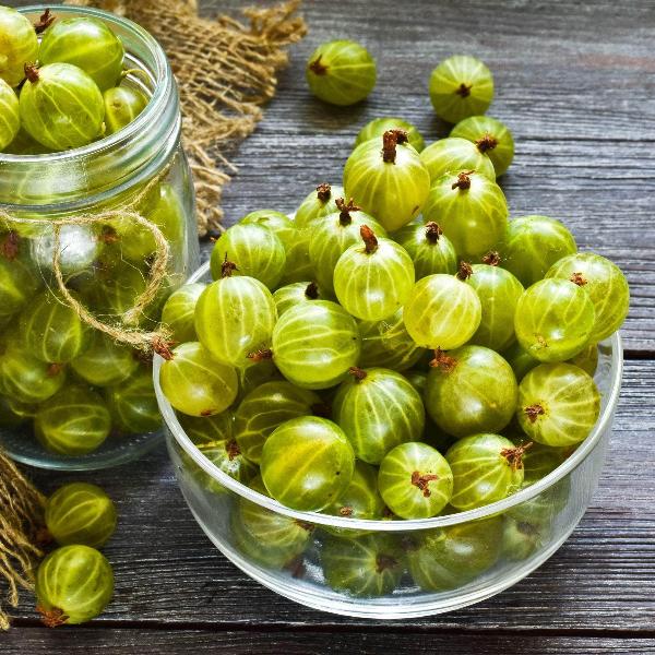 Gooseberry 'Invicta' Plants | Ribes uva-crispa for Sale UK – AcquaGarden