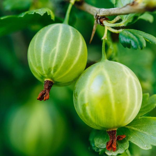 Gooseberry 'Invicta' Plants | Ribes uva-crispa for Sale UK – AcquaGarden