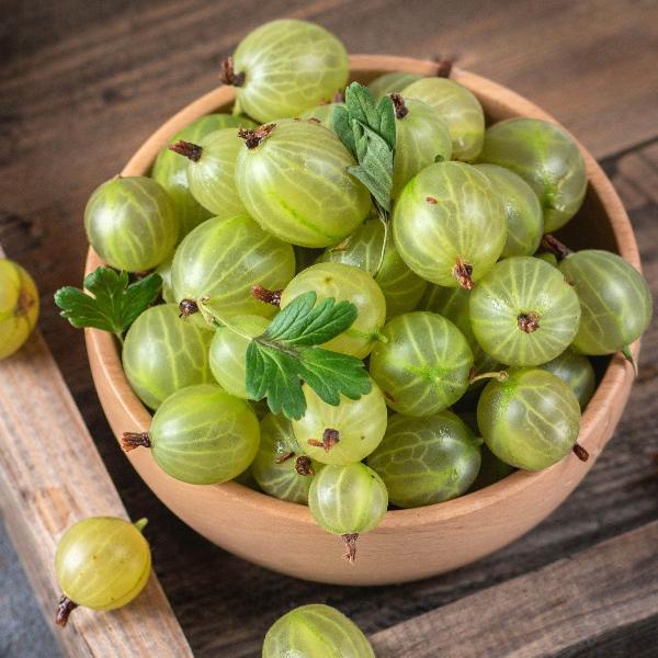 Gooseberry 'Invicta' Plants | Ribes uva-crispa for Sale UK – AcquaGarden