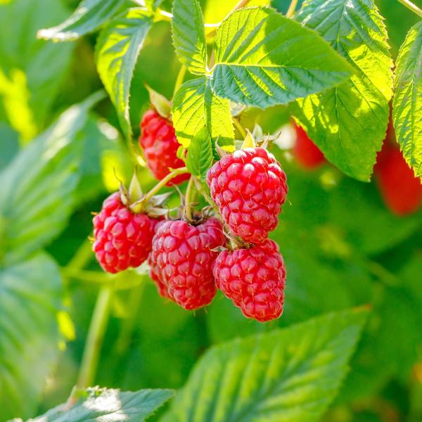 Shop Raspberry 'Glen Moy' Plants Online - Easy to Grow & Fruiting ...