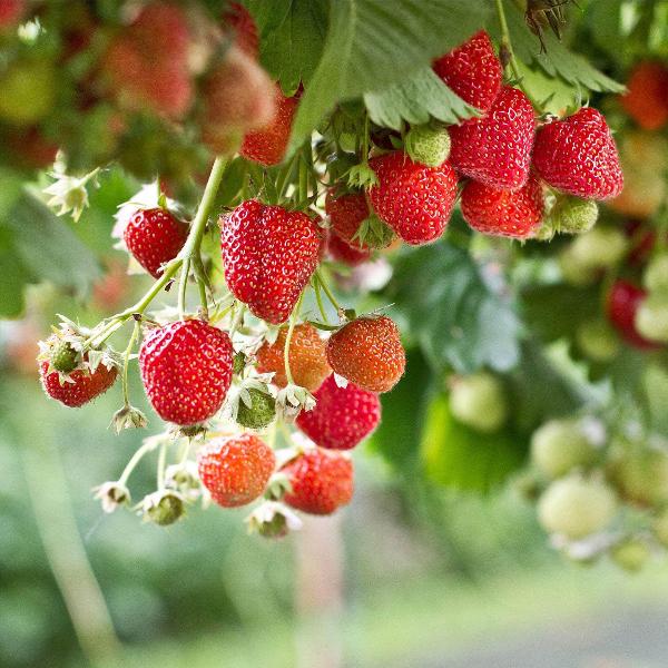 Strawberry Florence Plants - Late Season, Sweet & Juicy – AcquaGarden