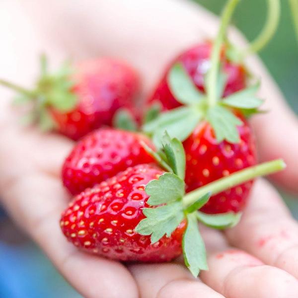 Strawberry 'Loran' Plants for Easy, Sweet Garden Fruit – AcquaGarden