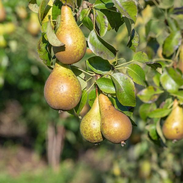 Conference Pear Fruit Trees | Buy from Acqua Garden UK – AcquaGarden
