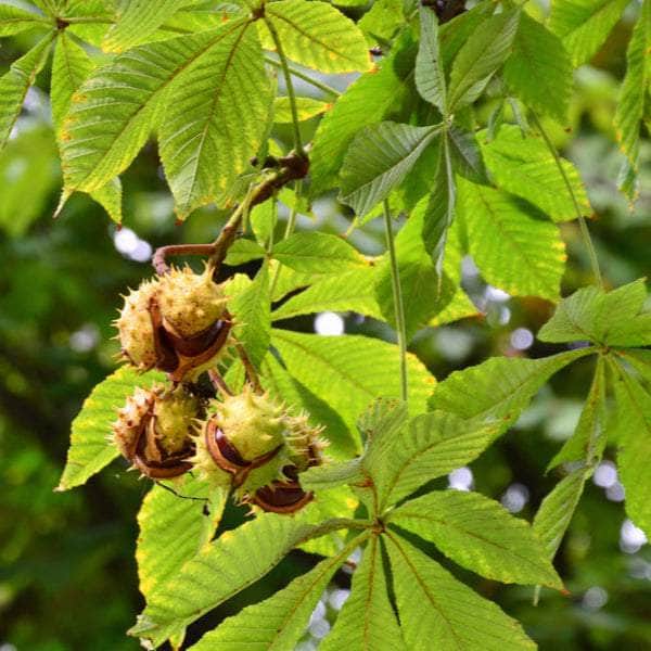 How to Grow Conker Trees: The Complete Guide to Cultivating Horse ...