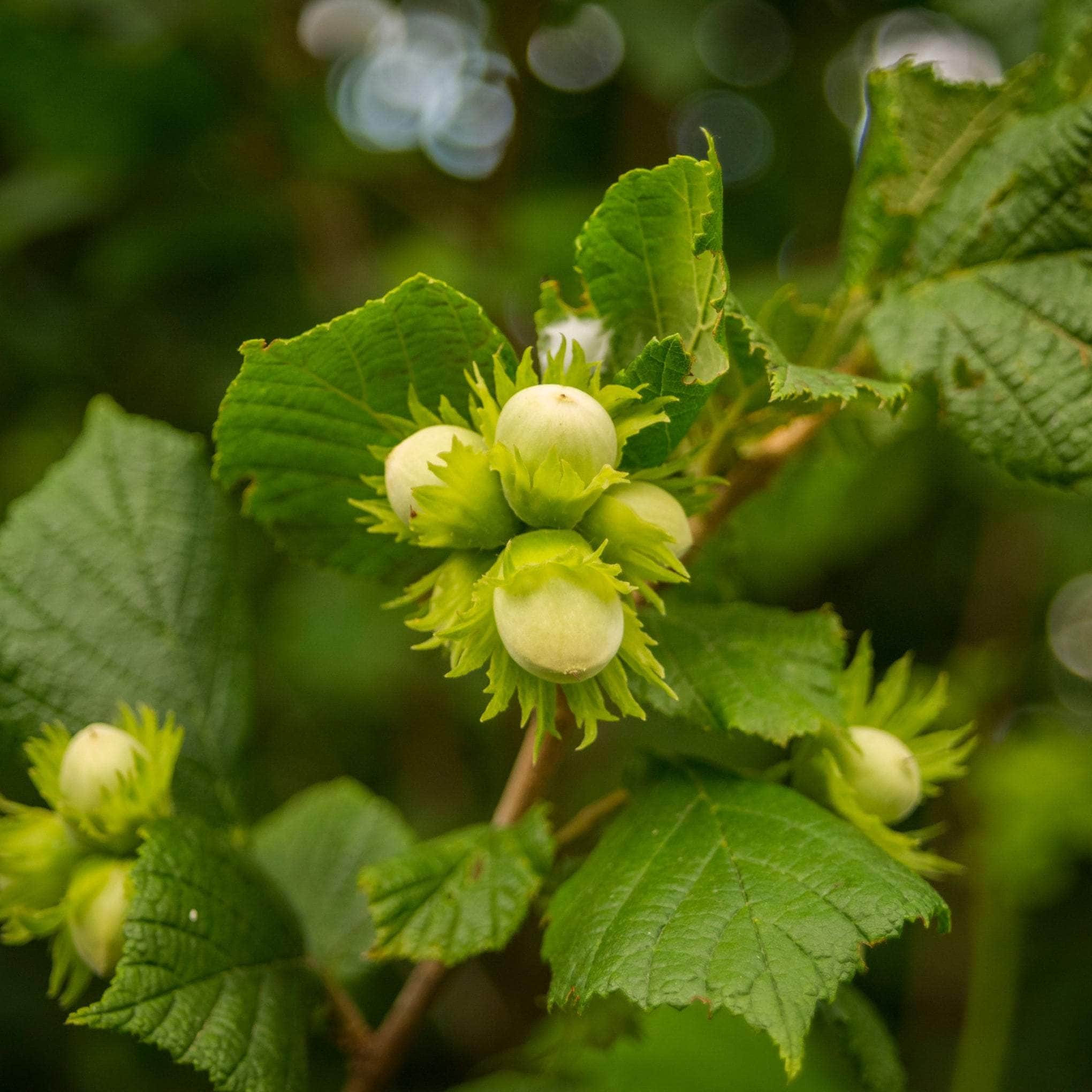 Kentish Cobnut Trees | Acqua Garden – AcquaGarden