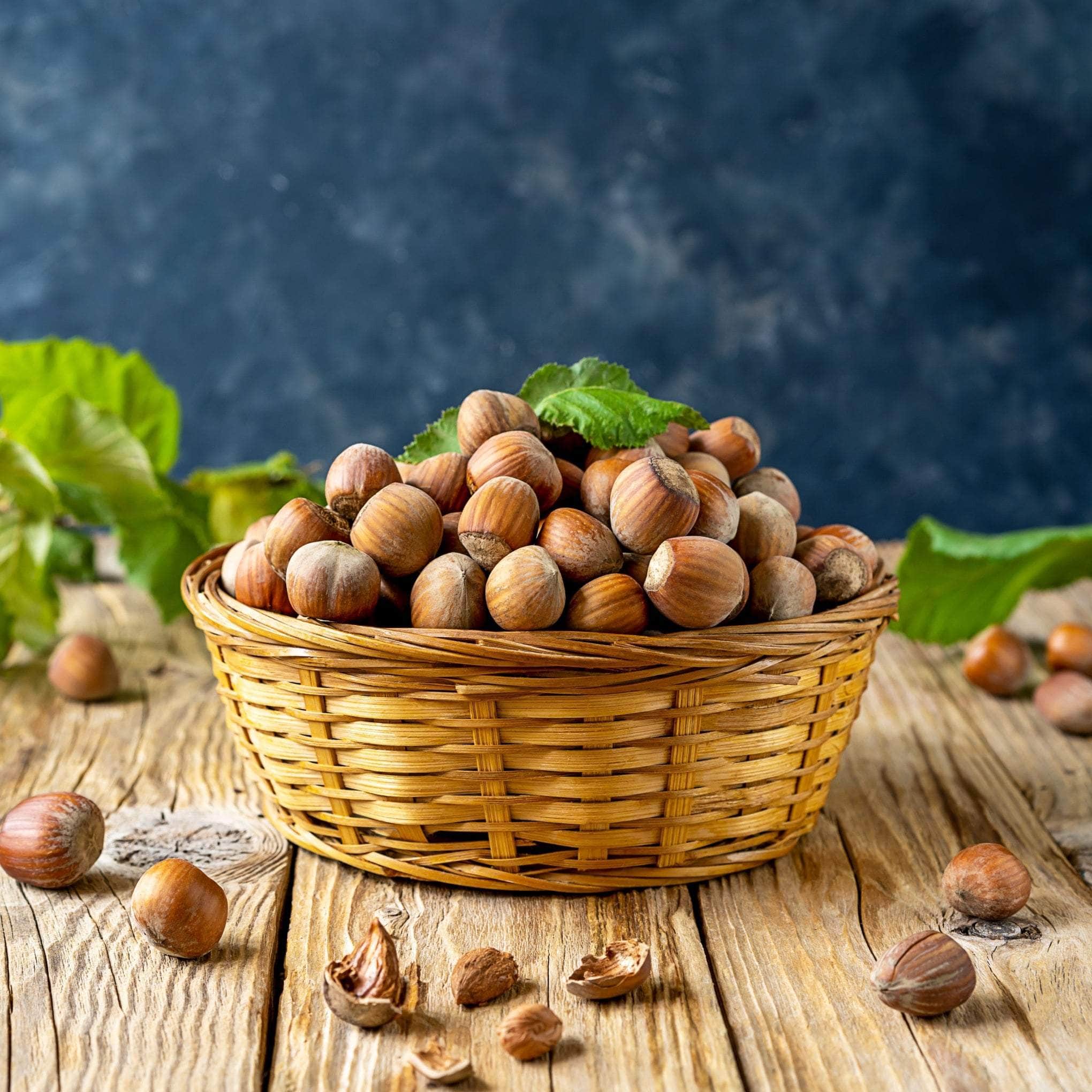 Kentish Cobnut Trees | Acqua Garden – AcquaGarden