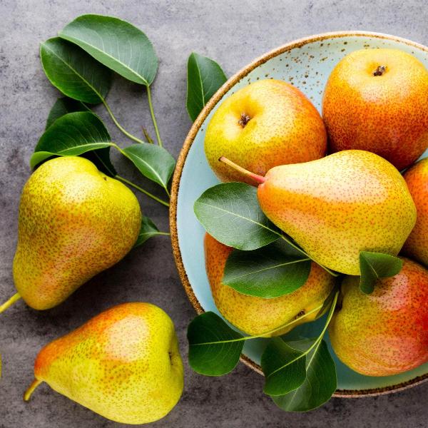 Shop Premium Pear Trees for Easy Growing | Acqua Garden – AcquaGarden