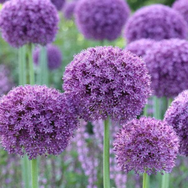 How to Grow and Use Dill: A Complete Guide to Cultivating this ...