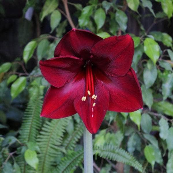 The Ultimate Guide to Growing Amaryllis Bulbs | Acqua Garden – AcquaGarden
