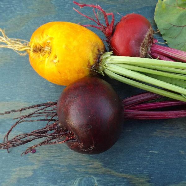 Beetroot 'Mixed Selection' – AcquaGarden