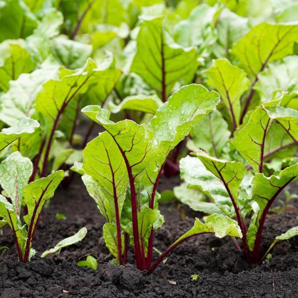 Beetroot | Sweet, Nutritious Roots for Gardens & Pots | Acqua Garden ...
