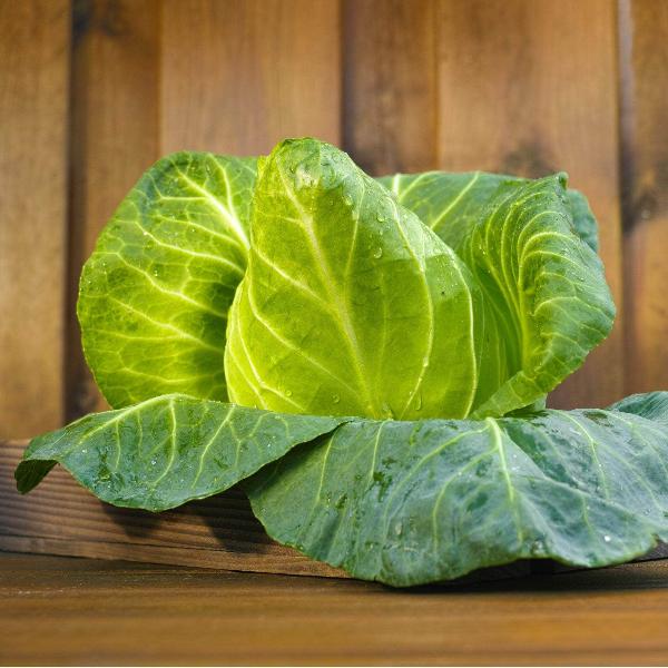 Compact Cabbage - High Yield | AcquaGarden