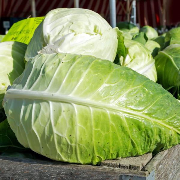 Durham Early Cabbage | AcquaGarden UK