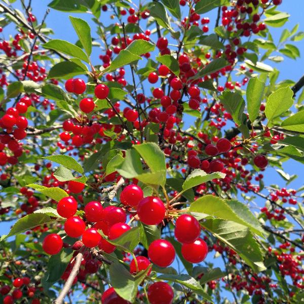 Morello Cherry Trees for Cooking | Acqua Garden UK – AcquaGarden