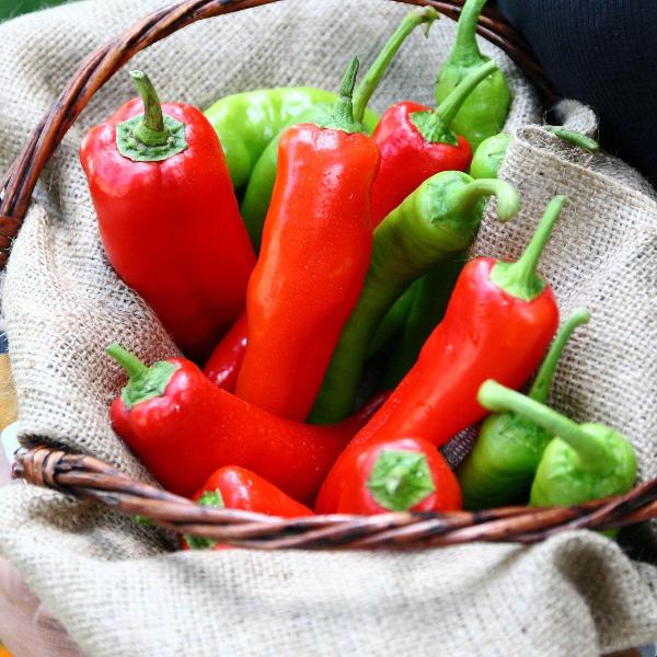 Chilli 'Apache' – AcquaGarden