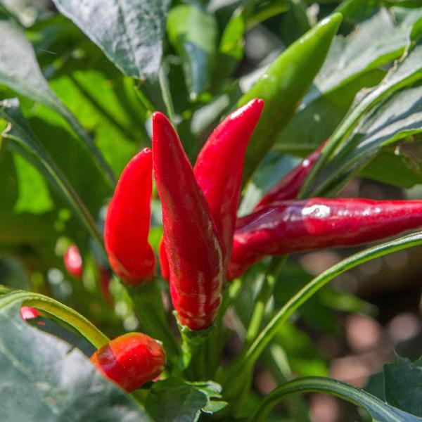 Basket of Fire Chili Seeds | AcquaGarden