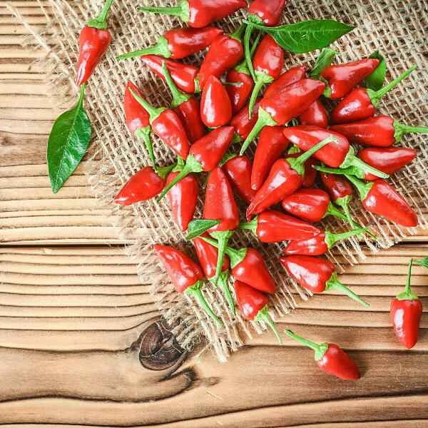 Prairie Fire Chilli Plant | AcquaGarden UK