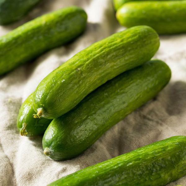 Mini Petita Cucumber Plant | AcquaGarden