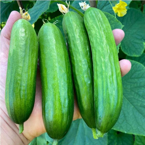 Mini Cucumber Plants by Acqua Garden - High Yield, Crisp & Tasty ...