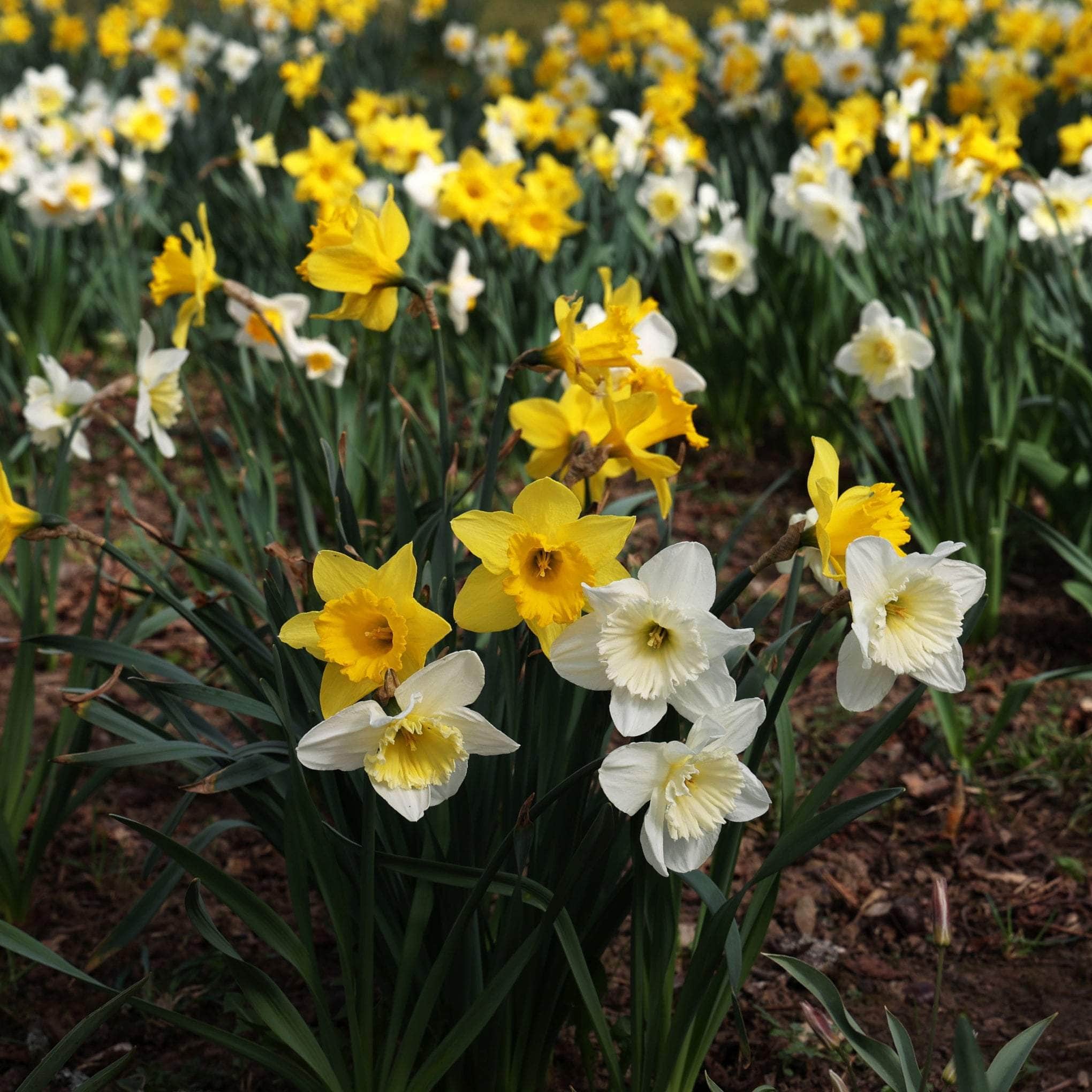 Daffodil 'Naturalising Mix' | Hardy Spring Flower Bulbs | Acqua Garden ...