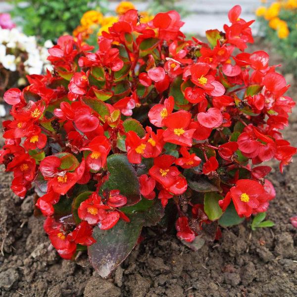 The Comprehensive Guide to Growing Begonia Plants | Vibrant Blooms for ...