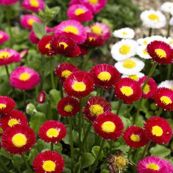 Bellis 'Mixed' Daisies - Vibrant Garden Blooms | Acqua Garden – AcquaGarden