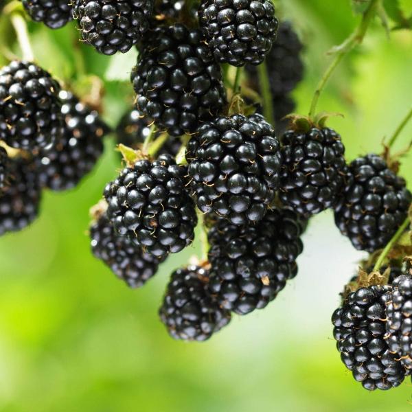 Chester Thornless Blackberries – Plant High-Yield Variety – AcquaGarden