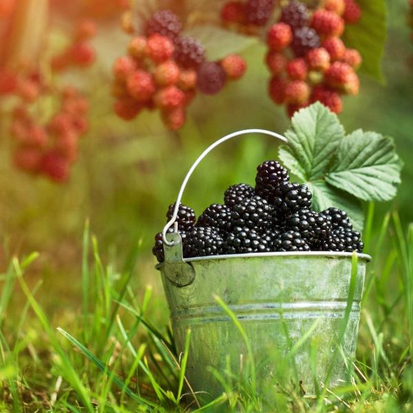 Oregon Thornless Blackberry Bush - Easy to Grow, Sweet Fruit – AcquaGarden