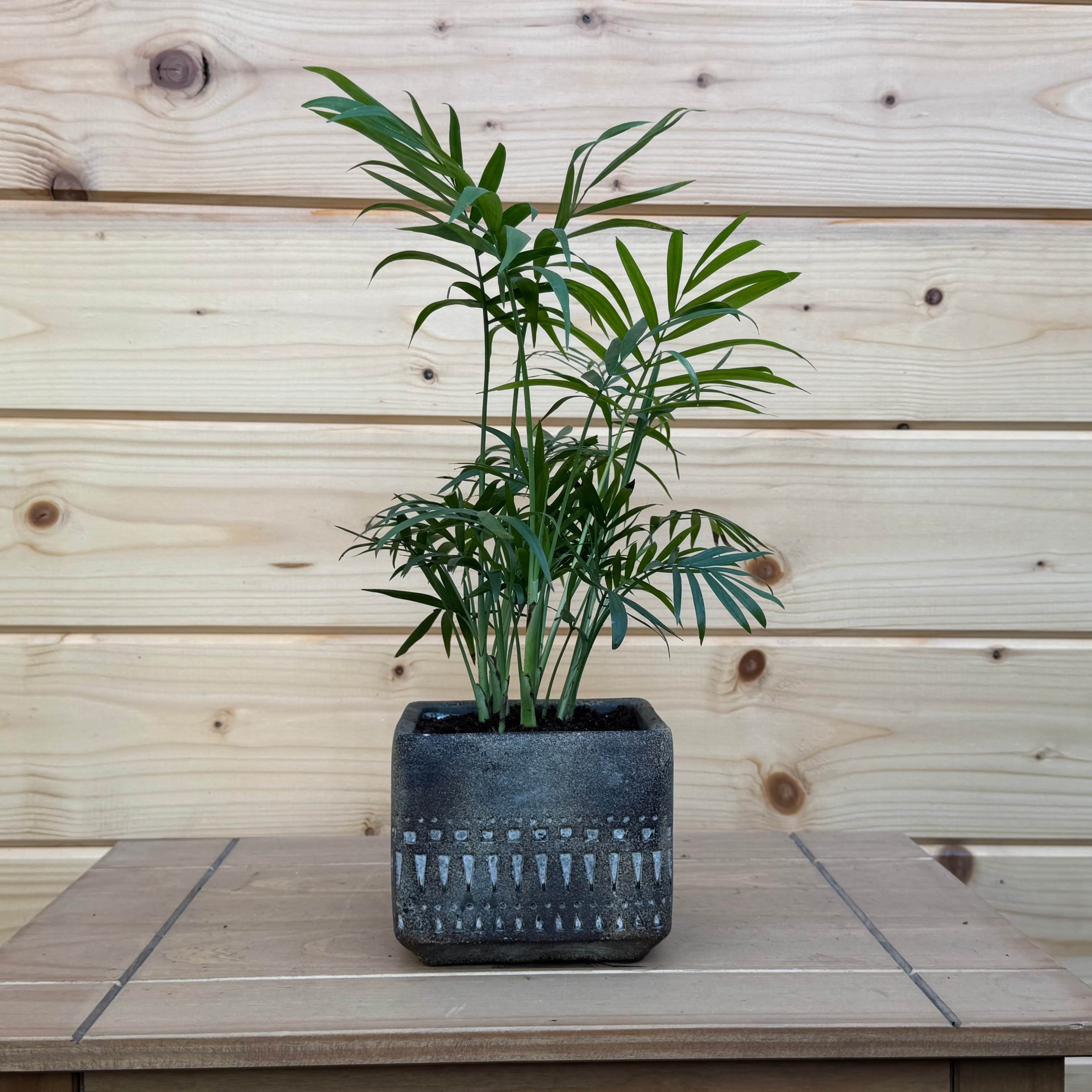 Dark Grey Aztec Pot with Parlour Palm Plant – AcquaGarden