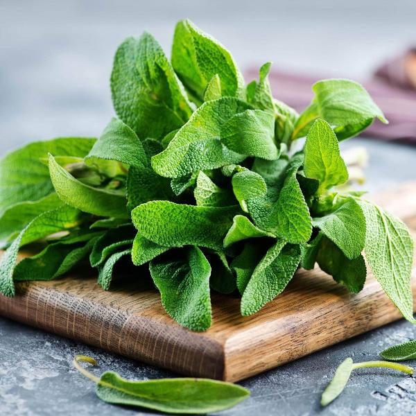 Buy English Sage Plants | Easy Growing with AcquaGarden