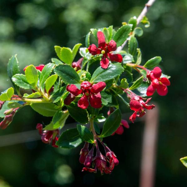 Escallonia Red Elf - Compact Evergreen Shrub with Red Flowers – AcquaGarden