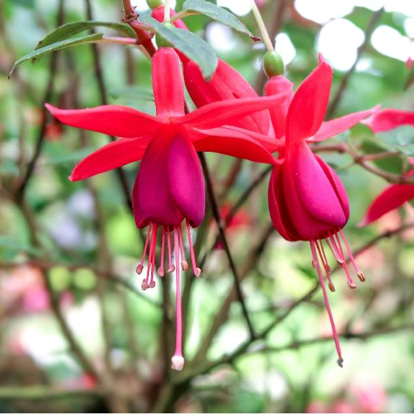 Fuchsia 'Beacon' – AcquaGarden