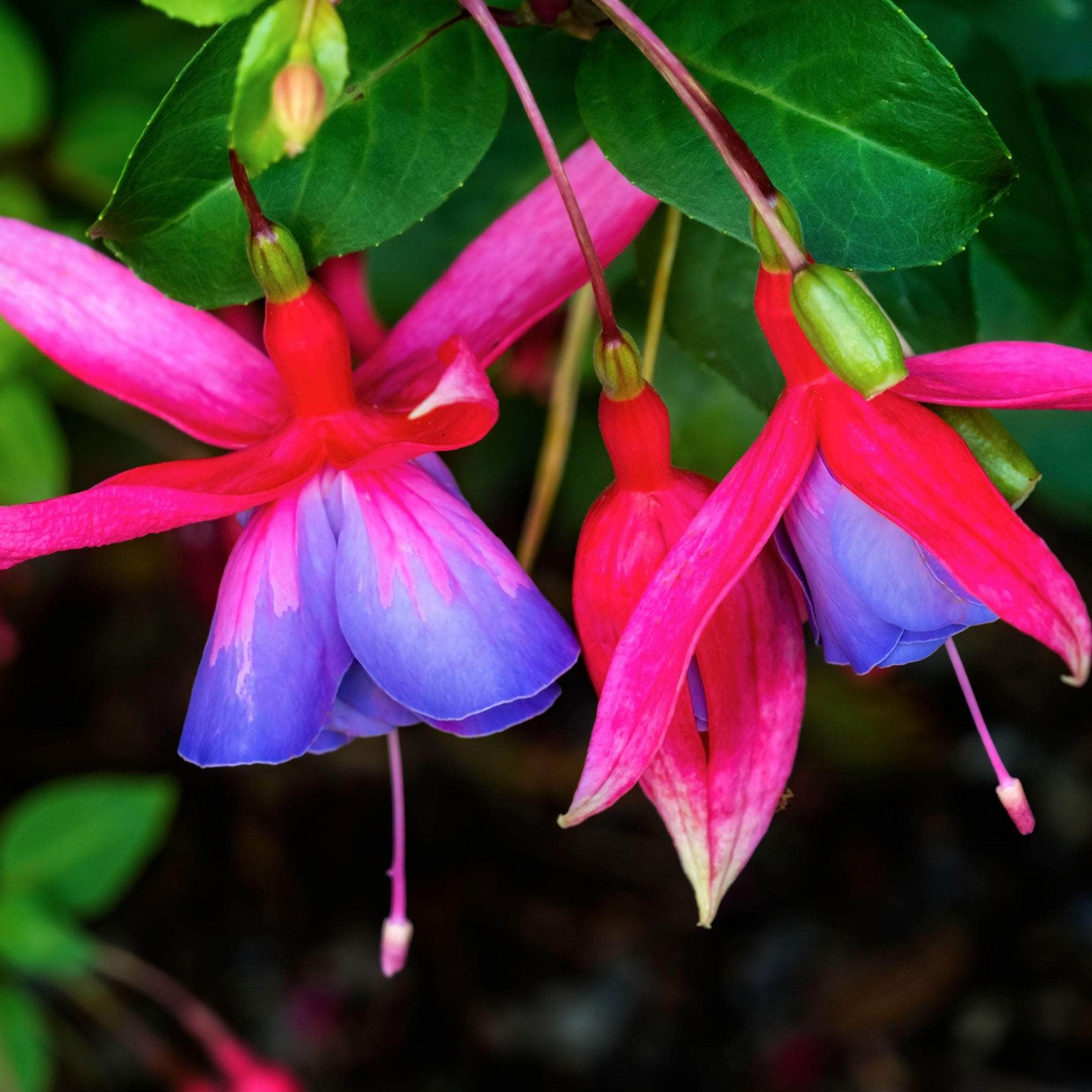 Fuchsia 'Genii' Hardy Shrub | Garden Elegance | Acqua Garden – AcquaGarden