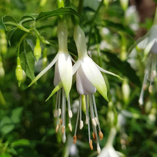 Fuchsia Hawkshead - Hardy White Fuchsia | Acqua Garden UK – AcquaGarden