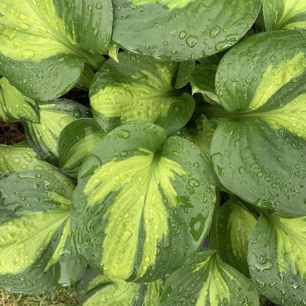 Hosta 'Sunset Groove' - Vibrant & Easy Care Perennial Plant – AcquaGarden