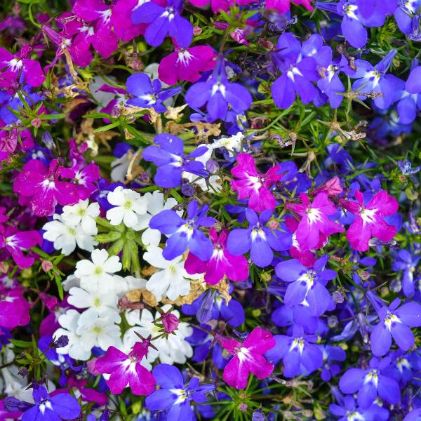 The Ultimate Guide to Growing and Caring for Lobelia Plants | Acqua ...