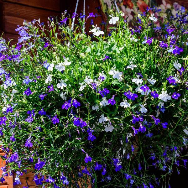 Lobelia Trailing Mix | Vibrant Blooms - AcquaGarden UK